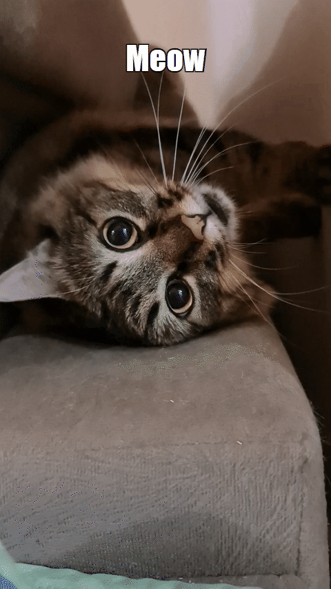 Video to GIF Converter Free — Create GIFs & Memes Online